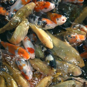 Caring for your new baby Koi – Cuttlebrook Koi Farm