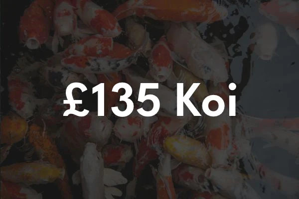 Understanding Nitrite – Cuttlebrook Koi Farm