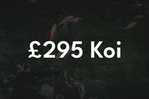 Diagnosing & Treating Sick Koi – Cuttlebrook Koi Farm