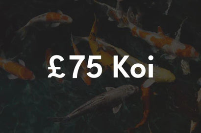Diagnosing & Treating Sick Koi – Cuttlebrook Koi Farm