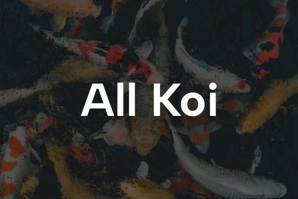 Diagnosing & Treating Sick Koi – Cuttlebrook Koi Farm