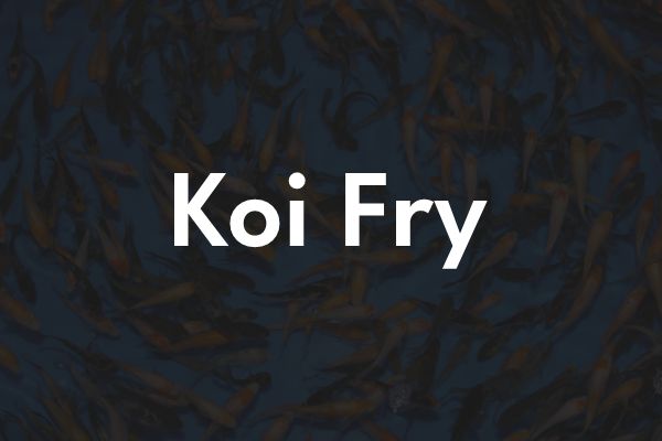 Diagnosing & Treating Sick Koi – Cuttlebrook Koi Farm