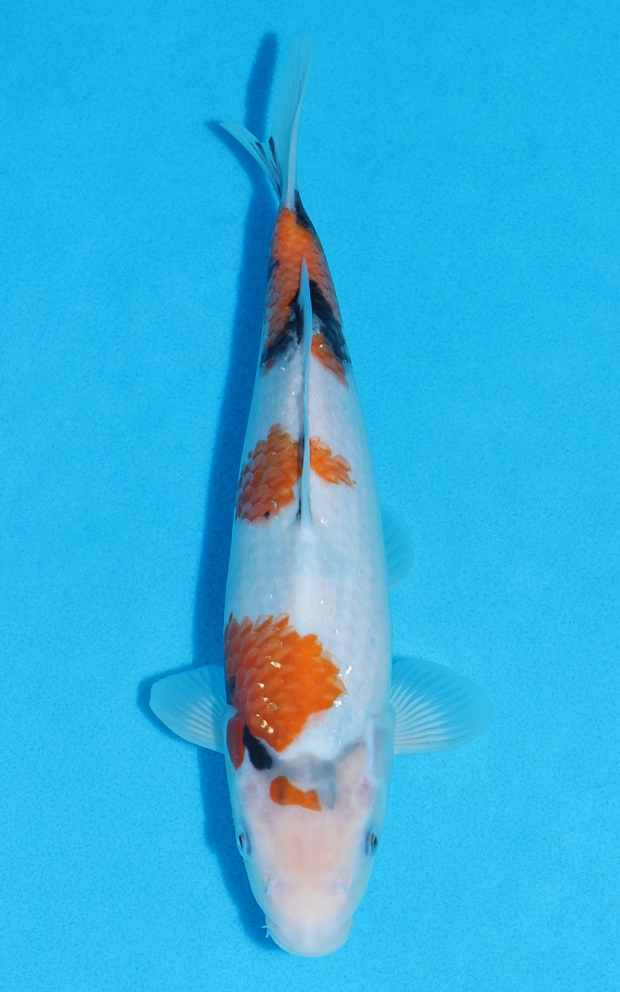 Showa - 27cm REF:70283 – Cuttlebrook Koi Farm