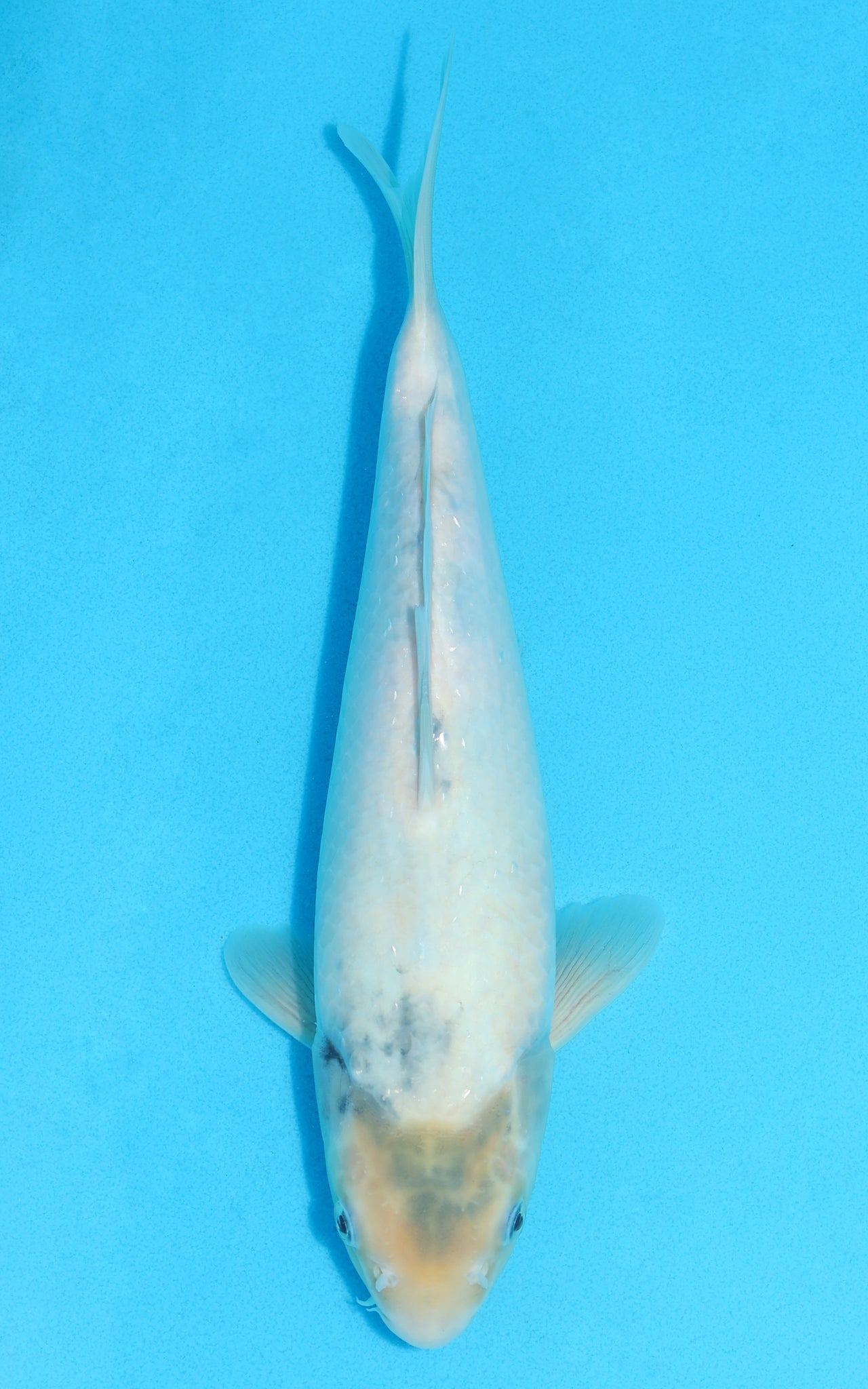 Shiro Utsuri - 32cm REF:13125 – Cuttlebrook Koi Farm