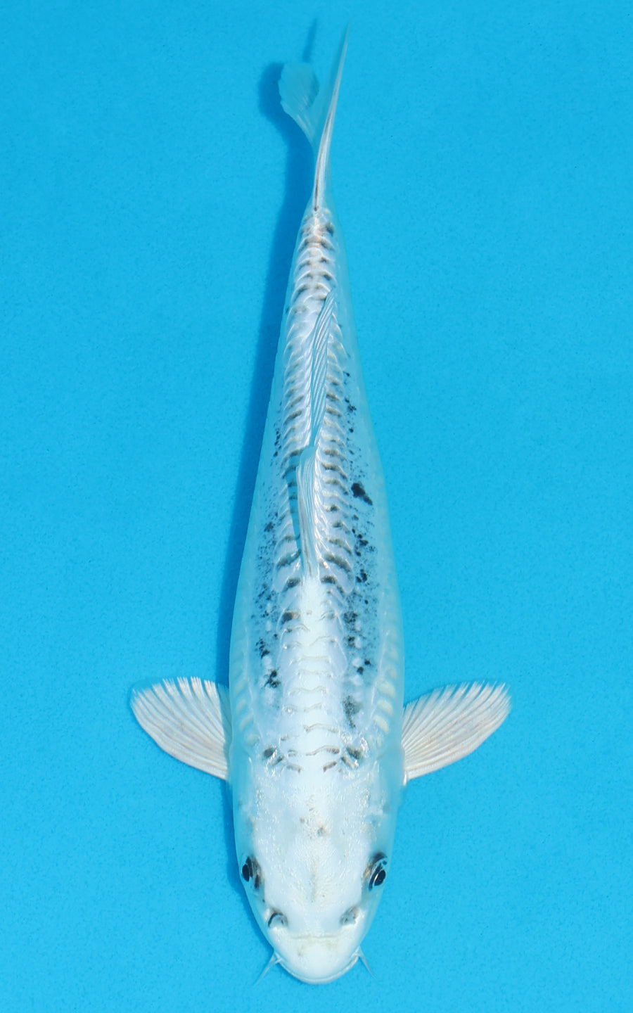 Doitsu Gin Matsuba - 28cm REF:19139 – Cuttlebrook Koi Farm