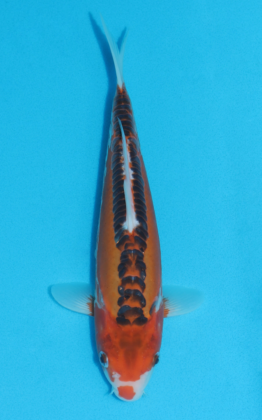 Hi Shusui - 29cm REF:13361 – Cuttlebrook Koi Farm