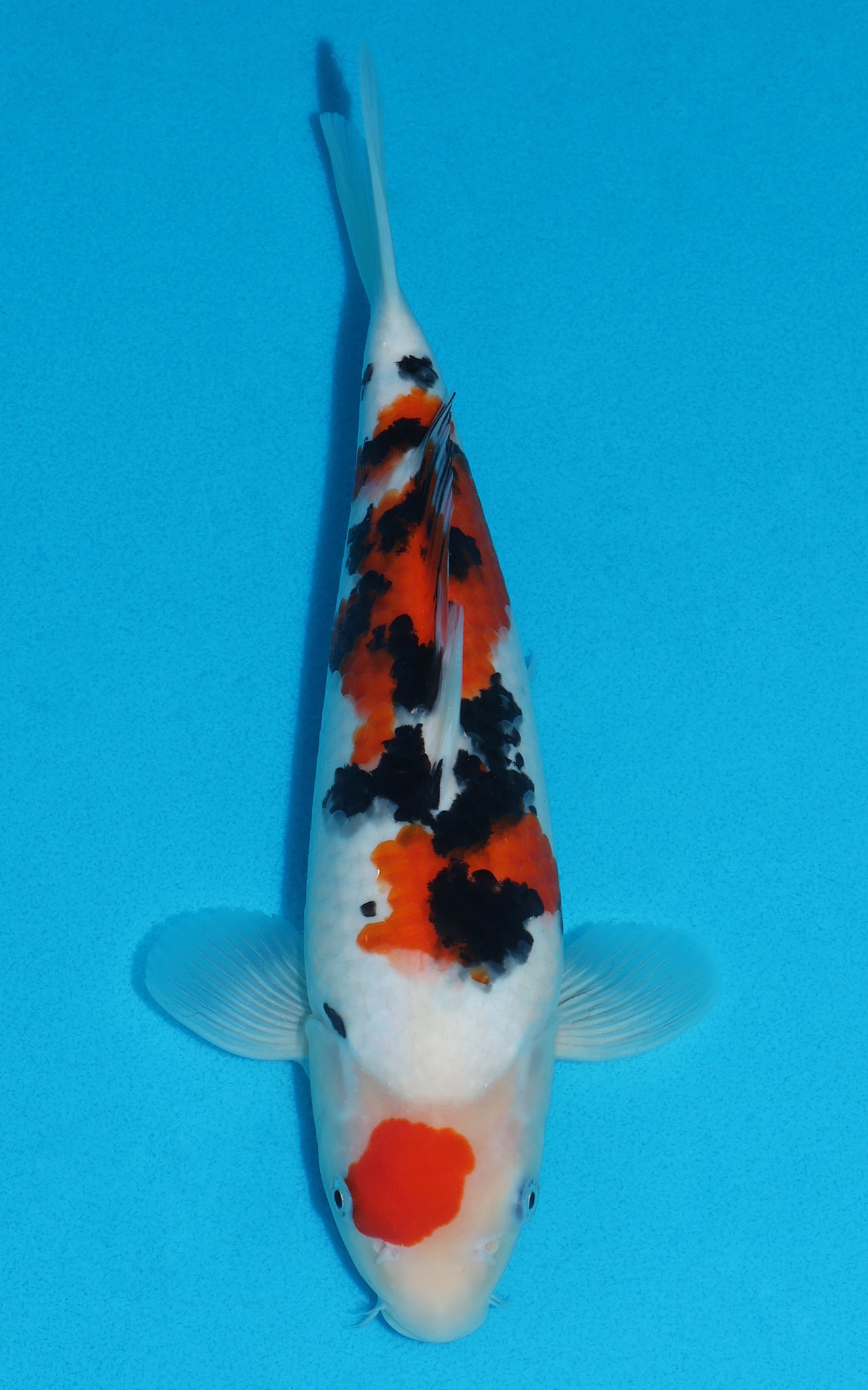 Maruten Sanke - 30cm REF:19213 – Cuttlebrook Koi Farm