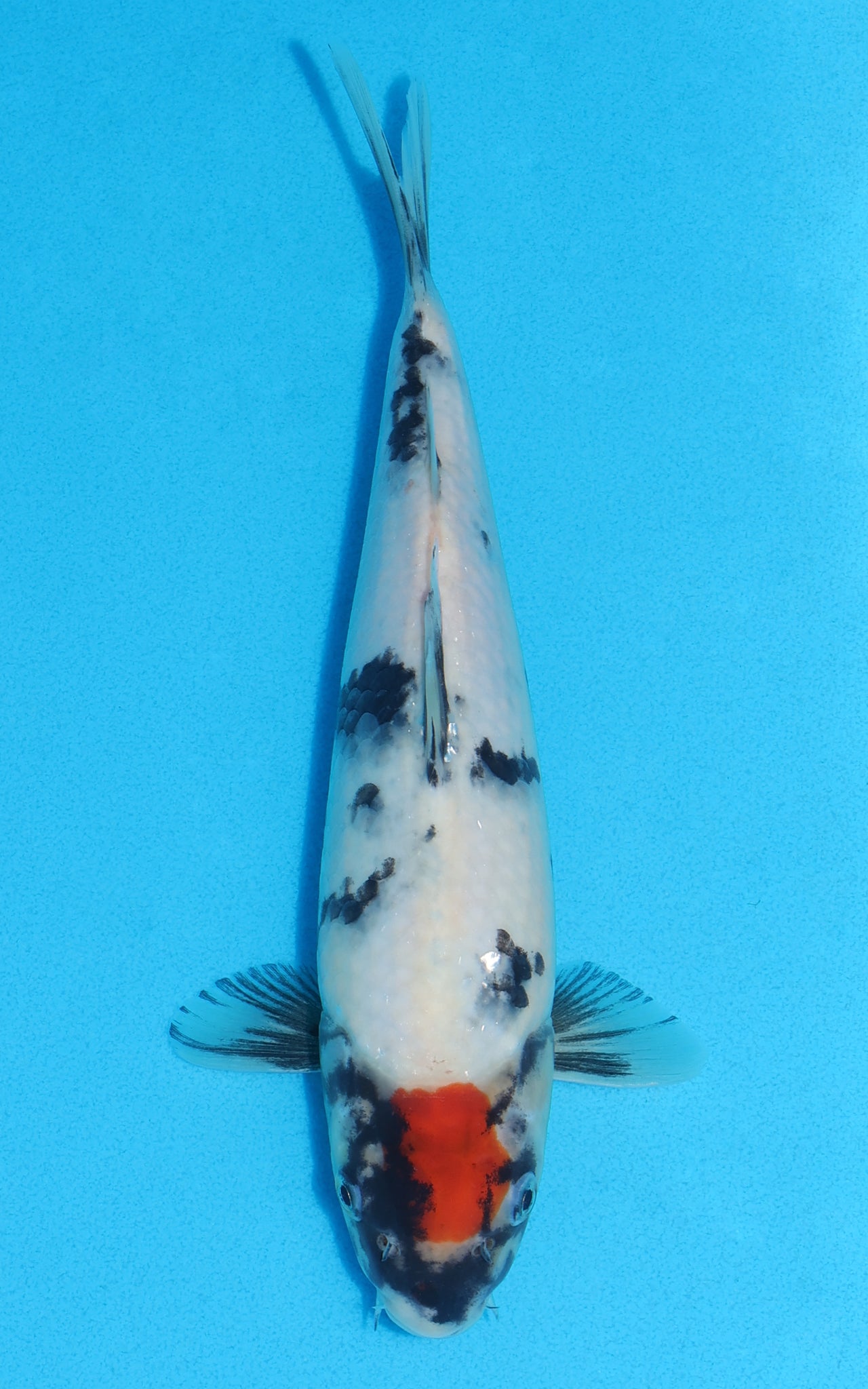 Tancho Showa - 26cm REF:13249 – Cuttlebrook Koi Farm