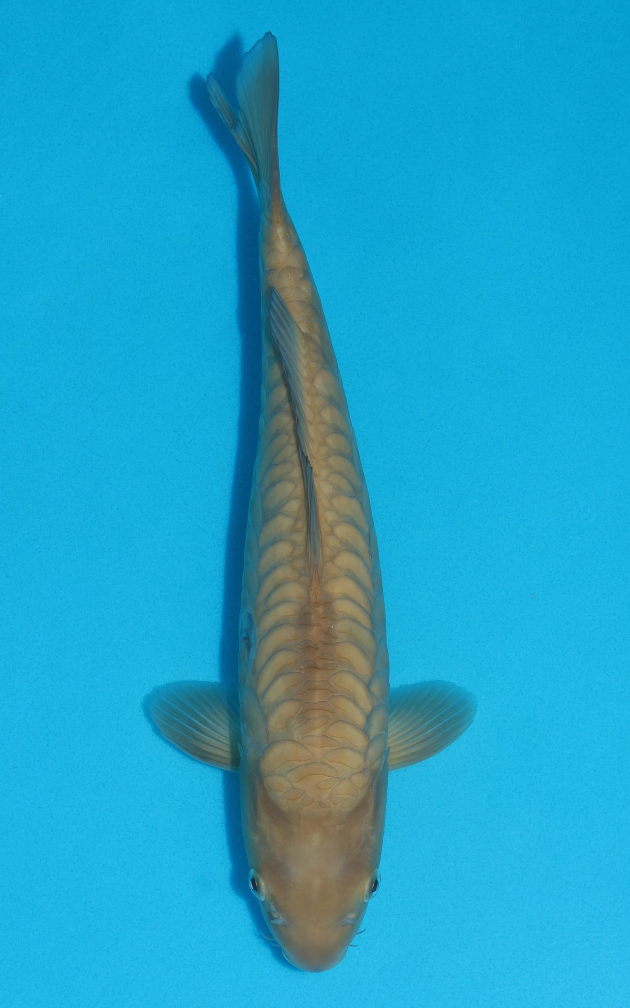 Doitsu Chagoi - 36cm REF:39057 – Cuttlebrook Koi Farm