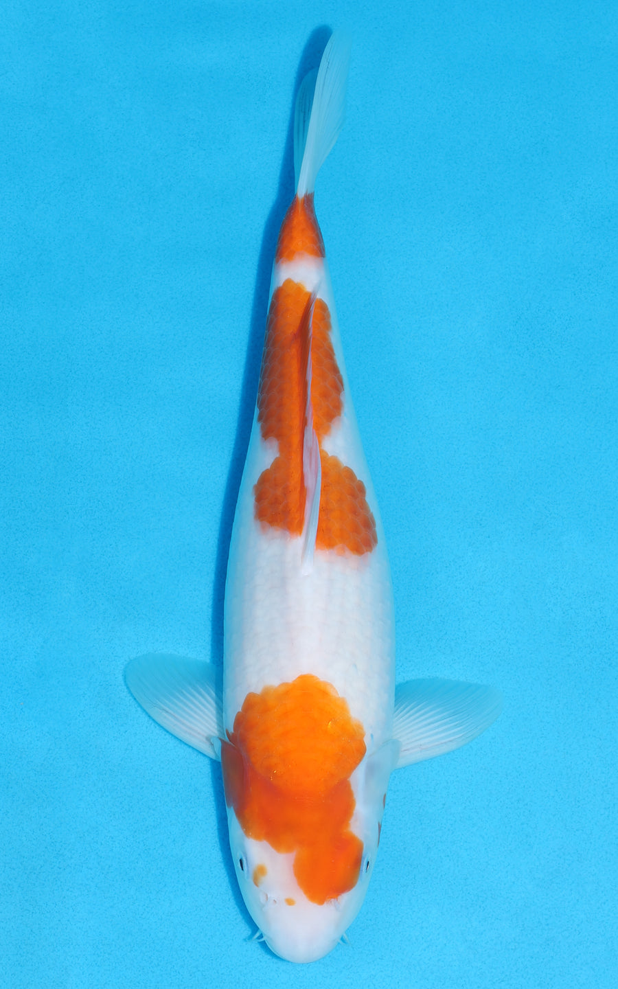 Kohaku - 35cm REF:13254 – Cuttlebrook Koi Farm