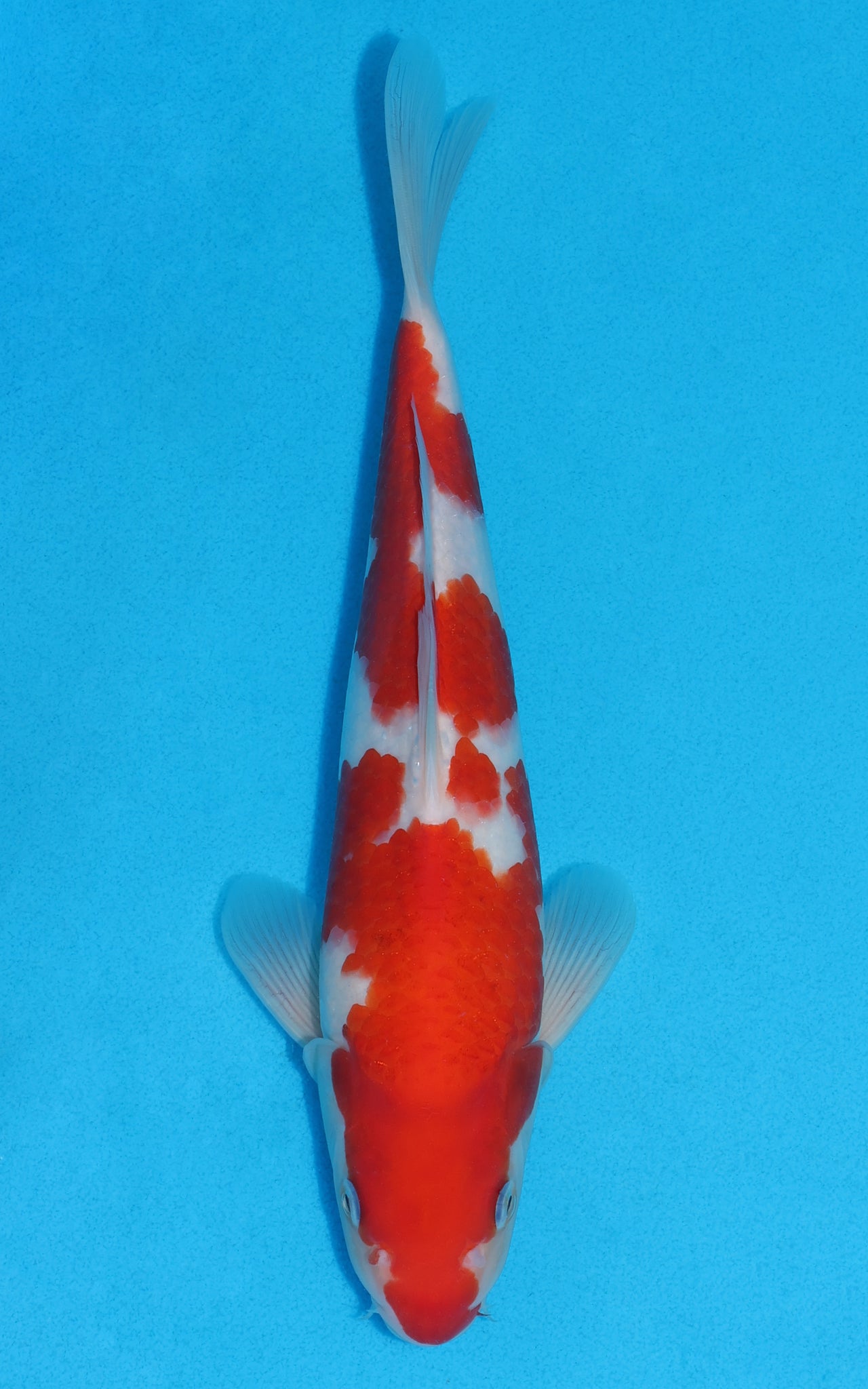 Kohaku - 29cm REF:70193 – Cuttlebrook Koi Farm