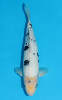 Shiro Bekko - 33cm REF:19303 – Cuttlebrook Koi Farm